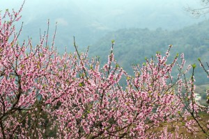 The colors of the flowers on Sapa town
