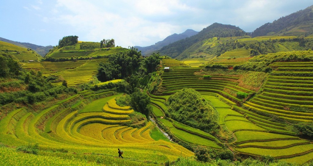 The best places to see ripening rice fields in Northern Vietnam
