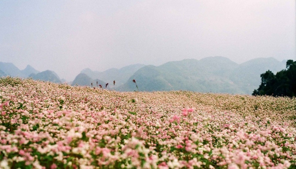 Ha Giang is appealing with beautiful buckwheat flowers